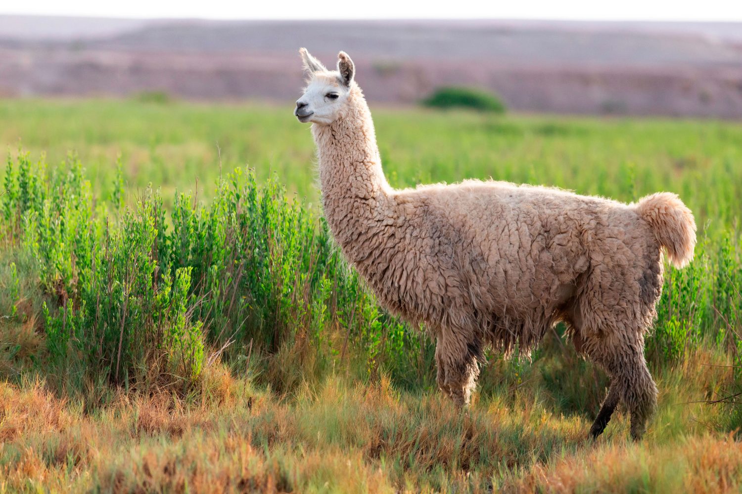 Llama, Alpaca, Vicuña, and Guanaco: Similar but Completely Different ...